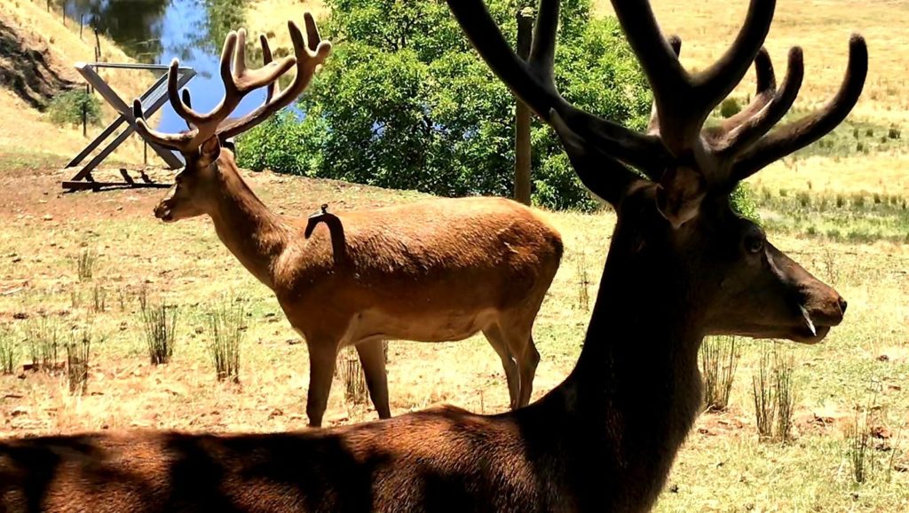 Things to do in Eurobin near Myrtleford & Bright in Victoria's High Country